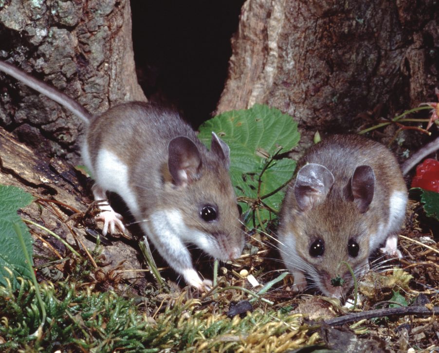 Mating for Life: 17 Animal Species That Are Monogamous in the Wild ...