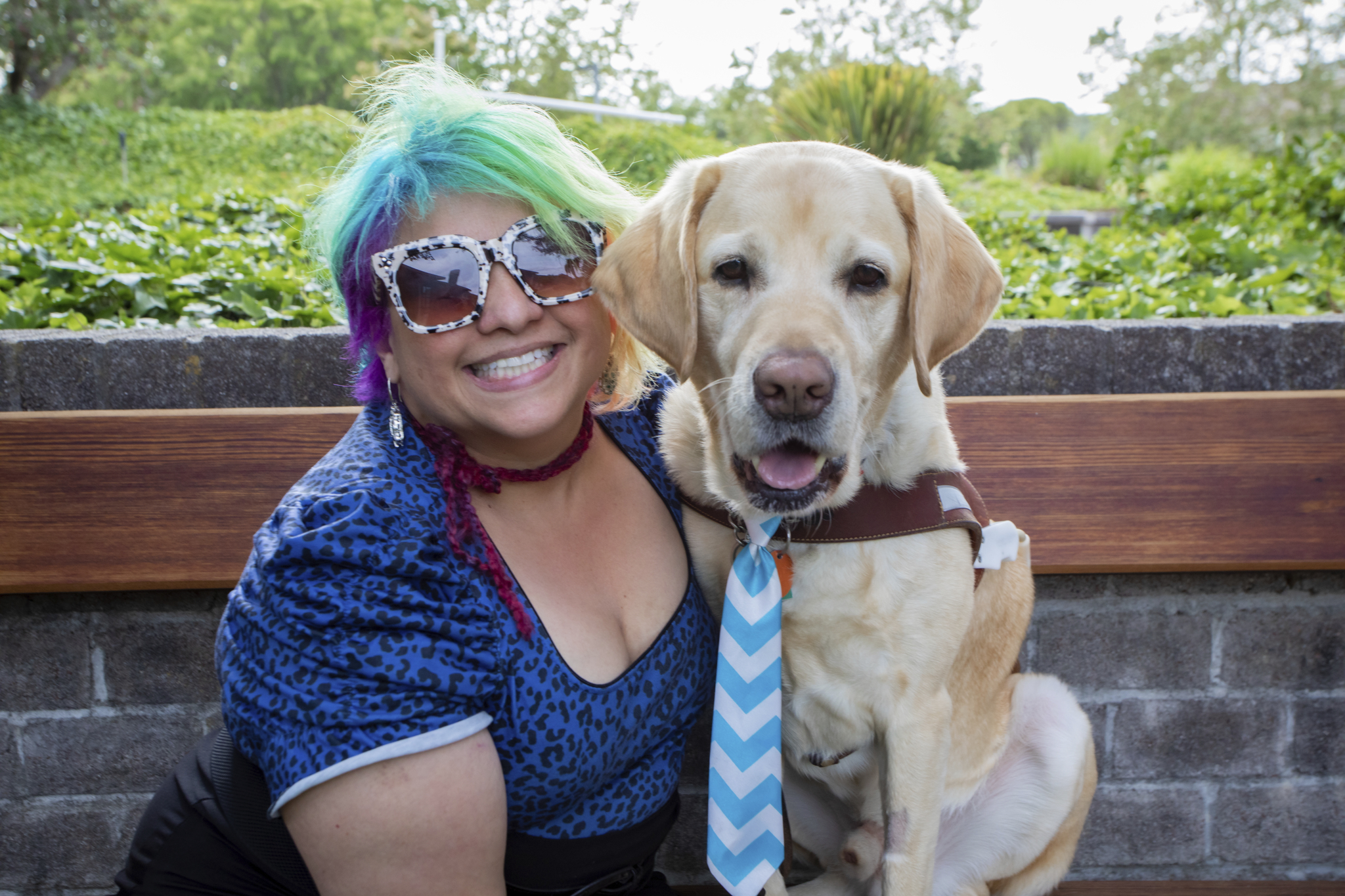 Meet Professor Chad: The Beloved Guide Dog Who Serves as “Heartwarming ...