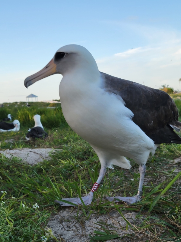 71-Year-Old Albatross, the Oldest Known Wild Bird, Becomes a ...