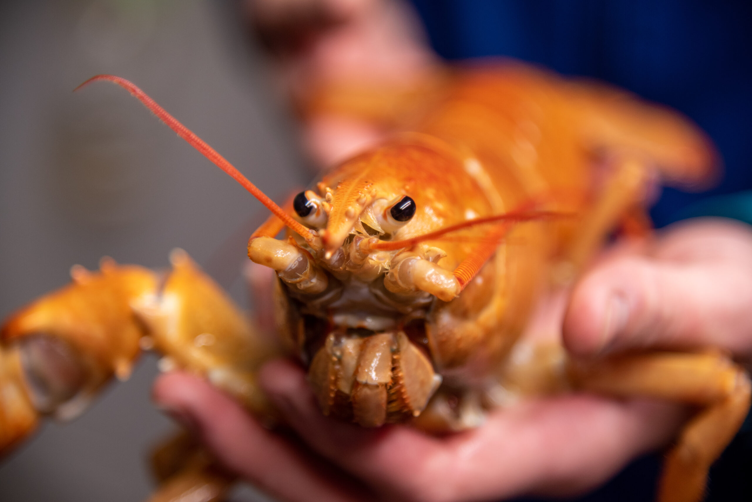 Rare, One-Clawed Orange Lobster Is a 1-in-30 Million Catch - Nice News