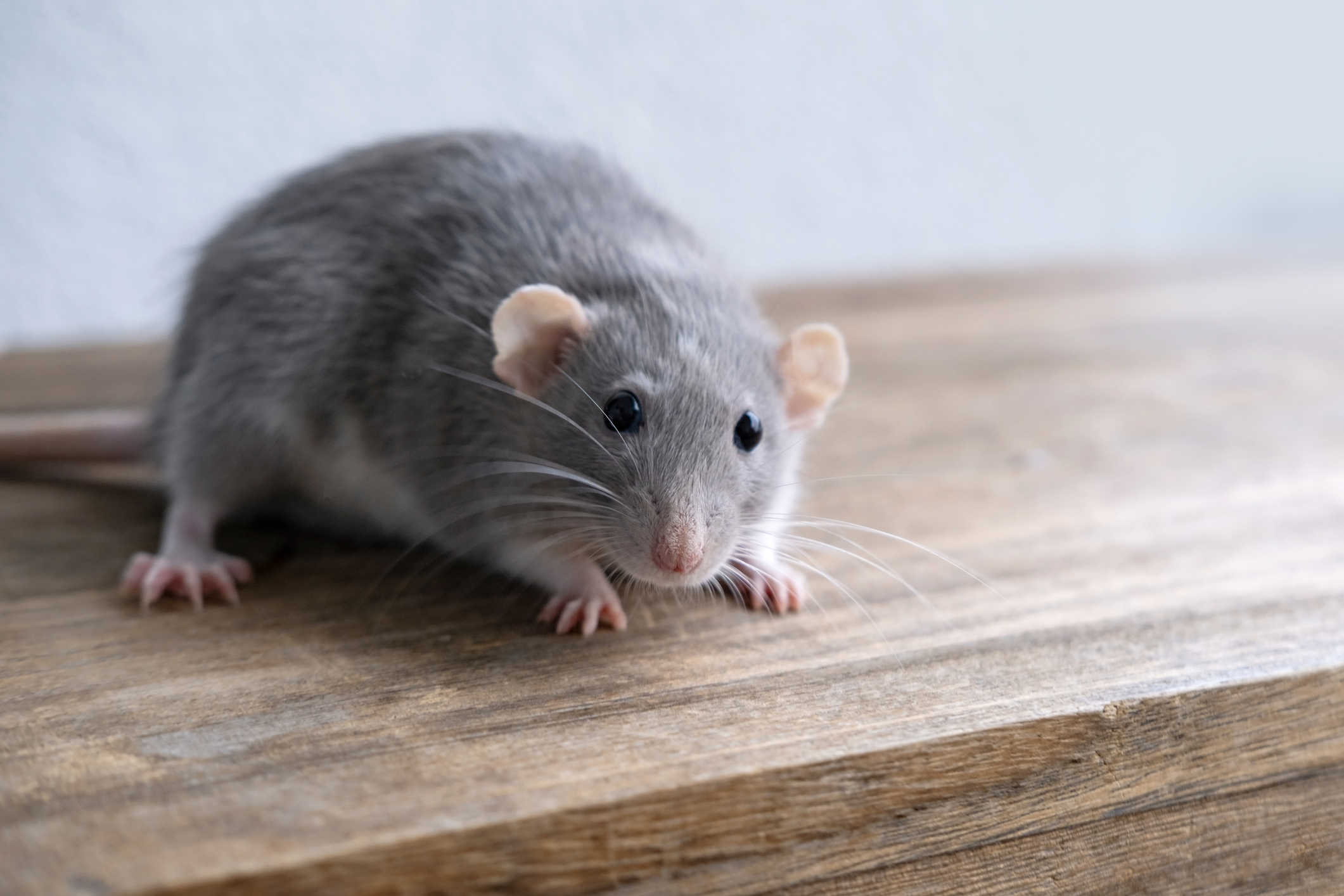 What Rats Can Teach Us About the Importance of Play — And How to ...