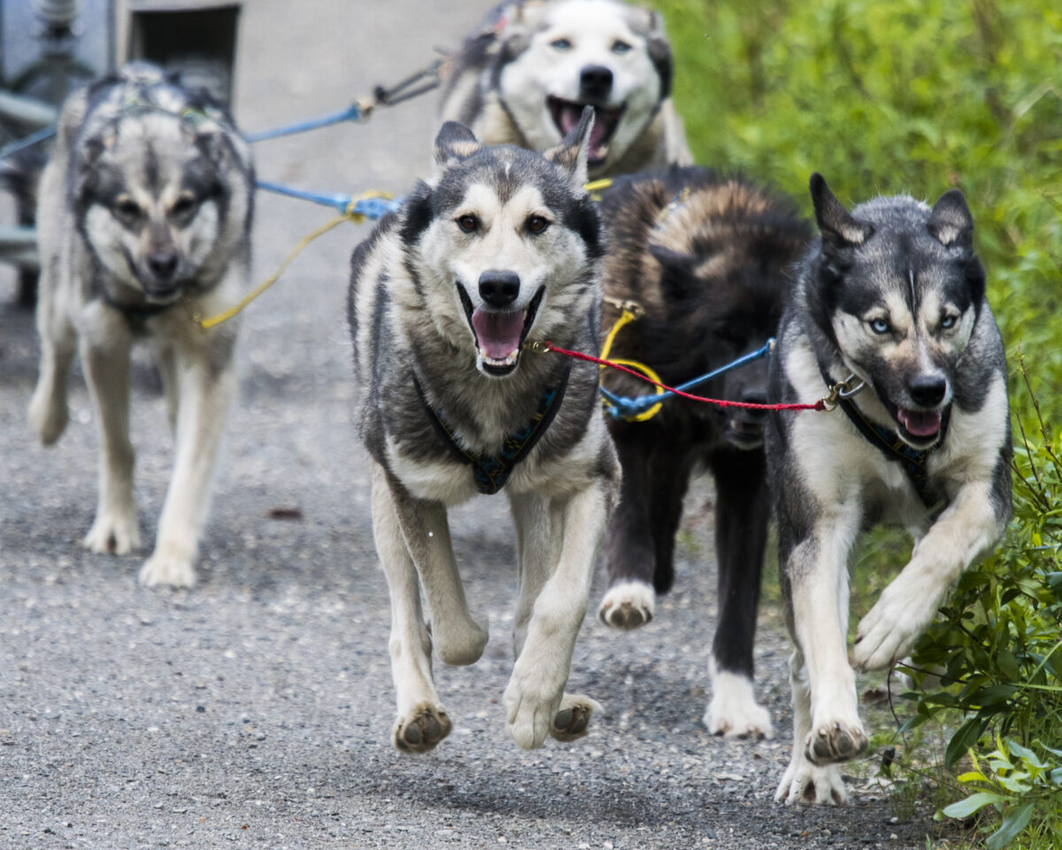 Inside the Lives of Sled Dogs at Alaska's Denali Park