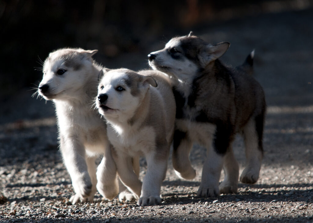 Inside the Lives of Sled Dogs at Alaska's Denali Park