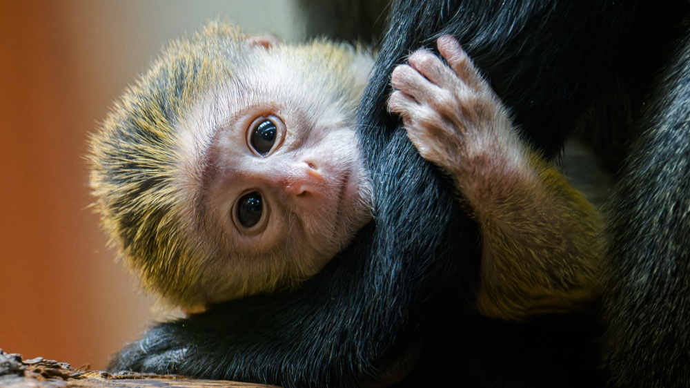 See 17 Adorable Baby Animals Born in Spring 2023: Photos