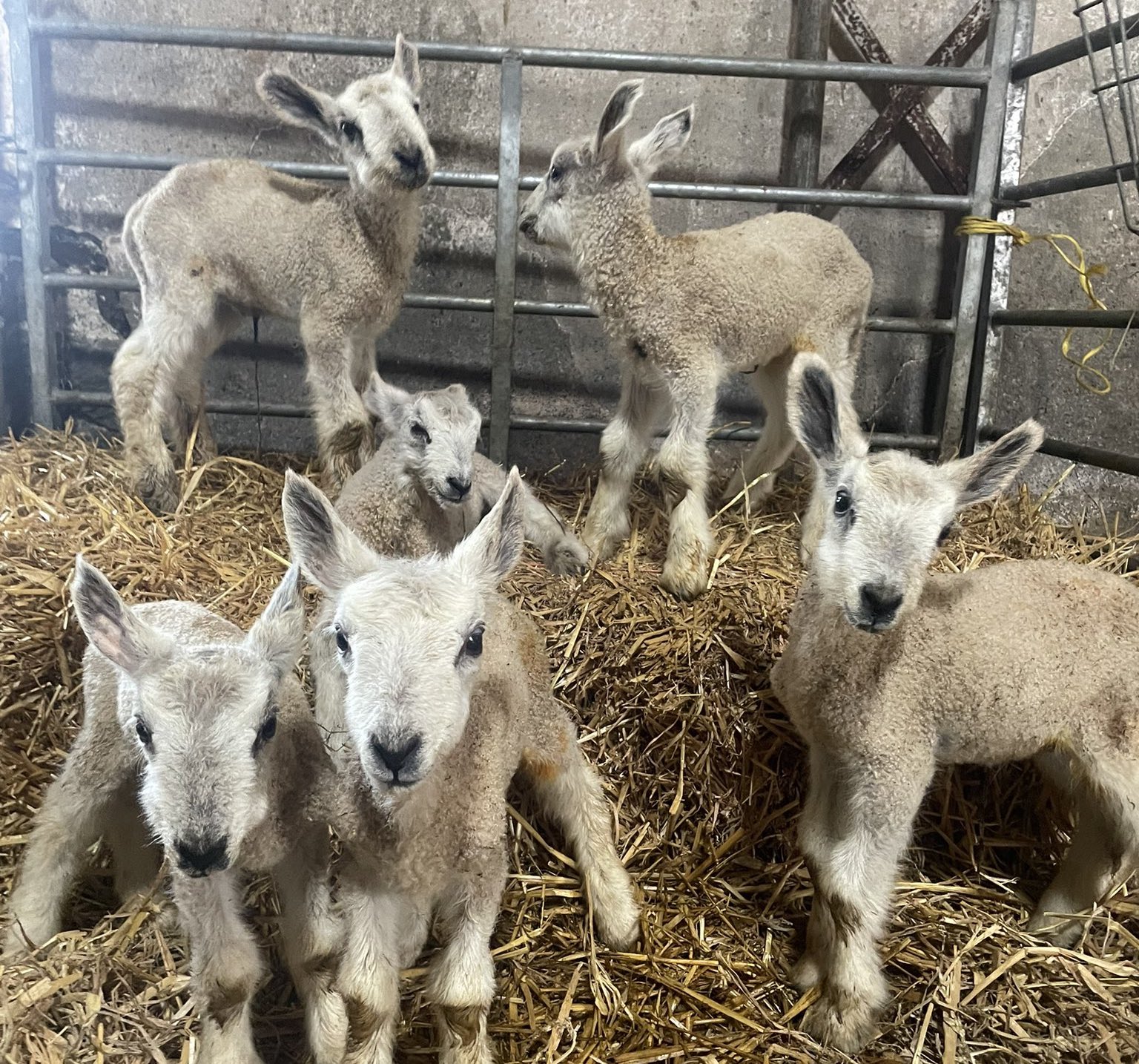 See 17 Adorable Baby Animals Born in Spring 2023: Photos