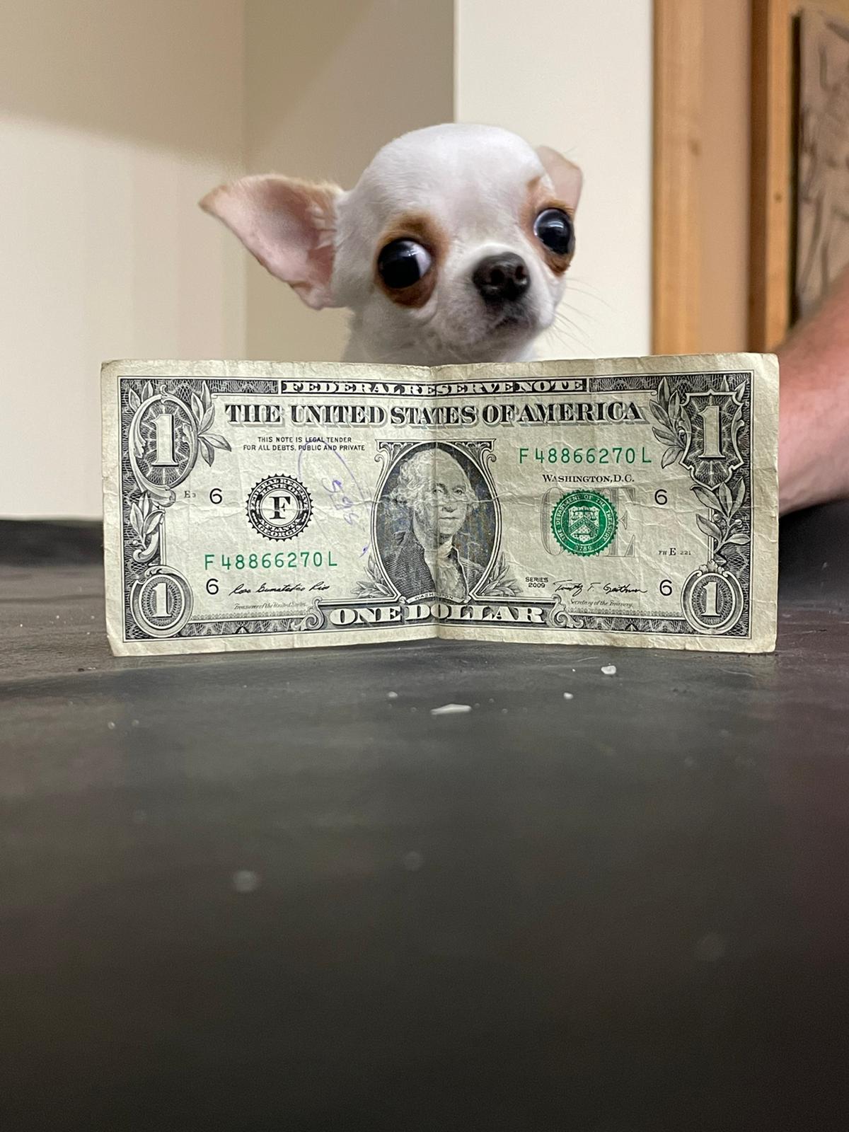 Meet the World’s Shortest Dog, Pearl the Chihuahua