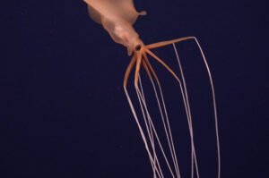 Array of Deep-Sea Life Found at Three Hydrothermal Vents: Photos