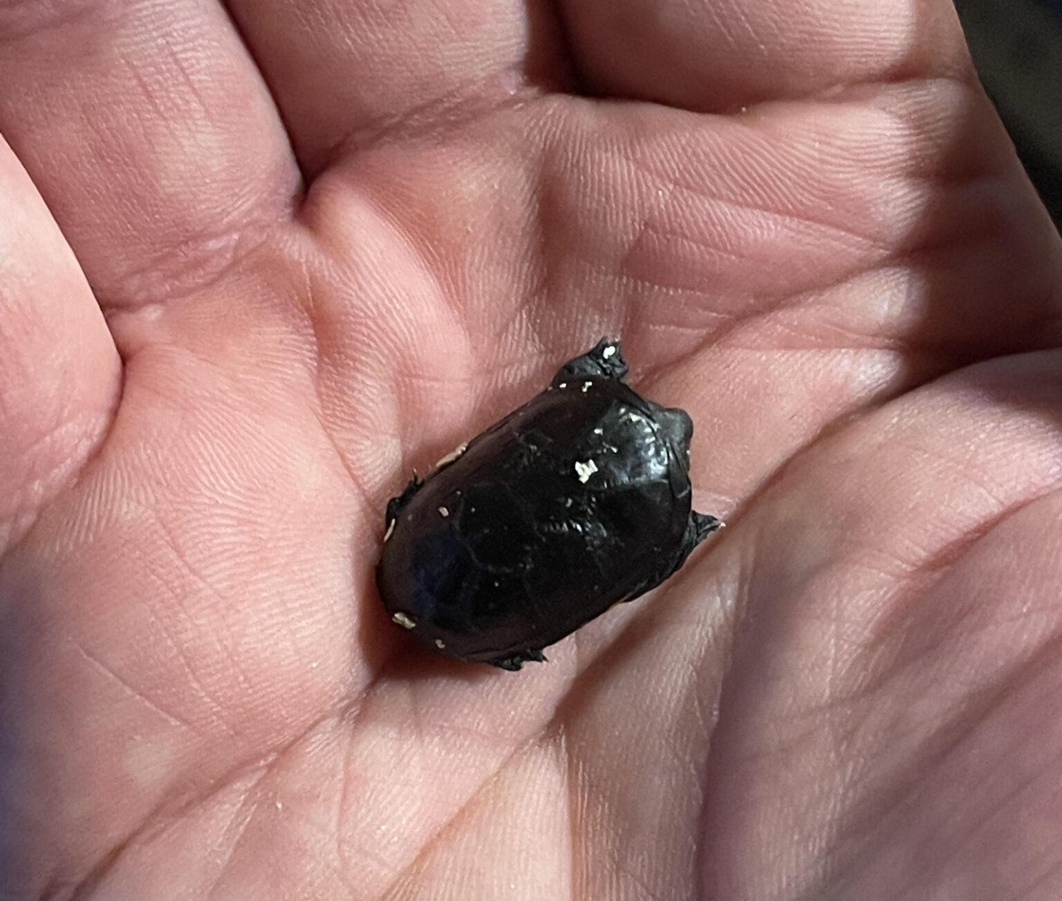 Meet the Tiniest Turtle Species in the World