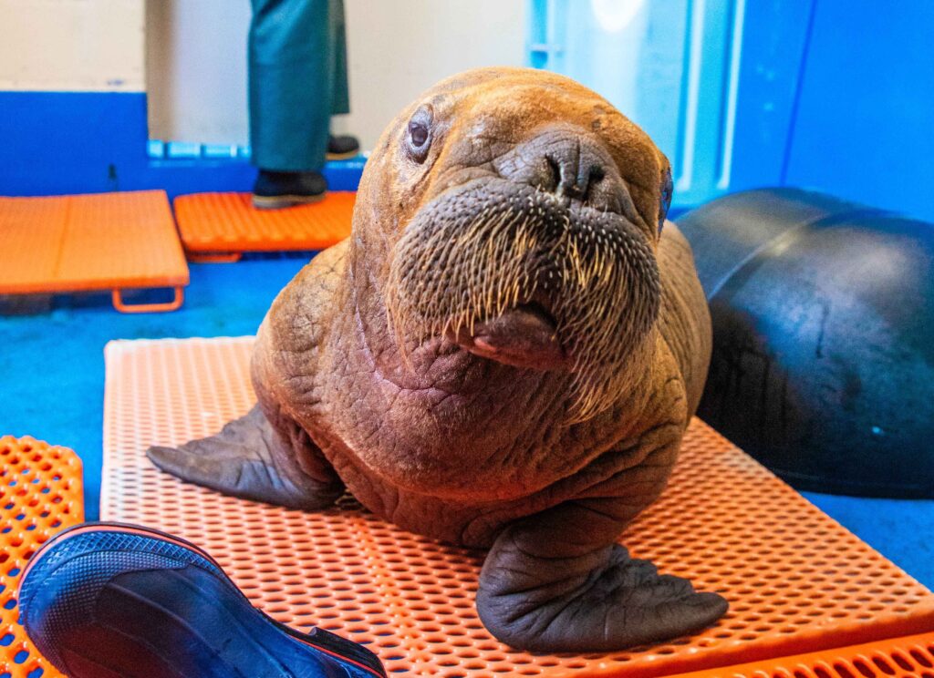 Rescued Walrus Calf Receives 24/7 Cuddling