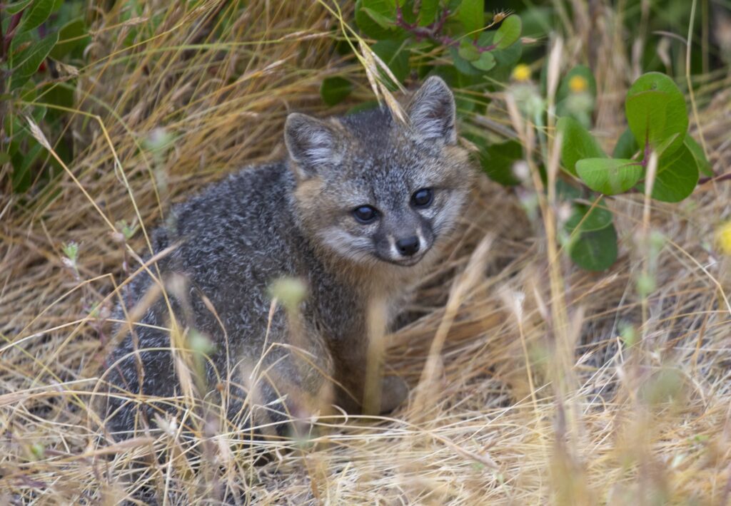 How the National Park Service Saved the Channel Islands’ Endangered Fox ...