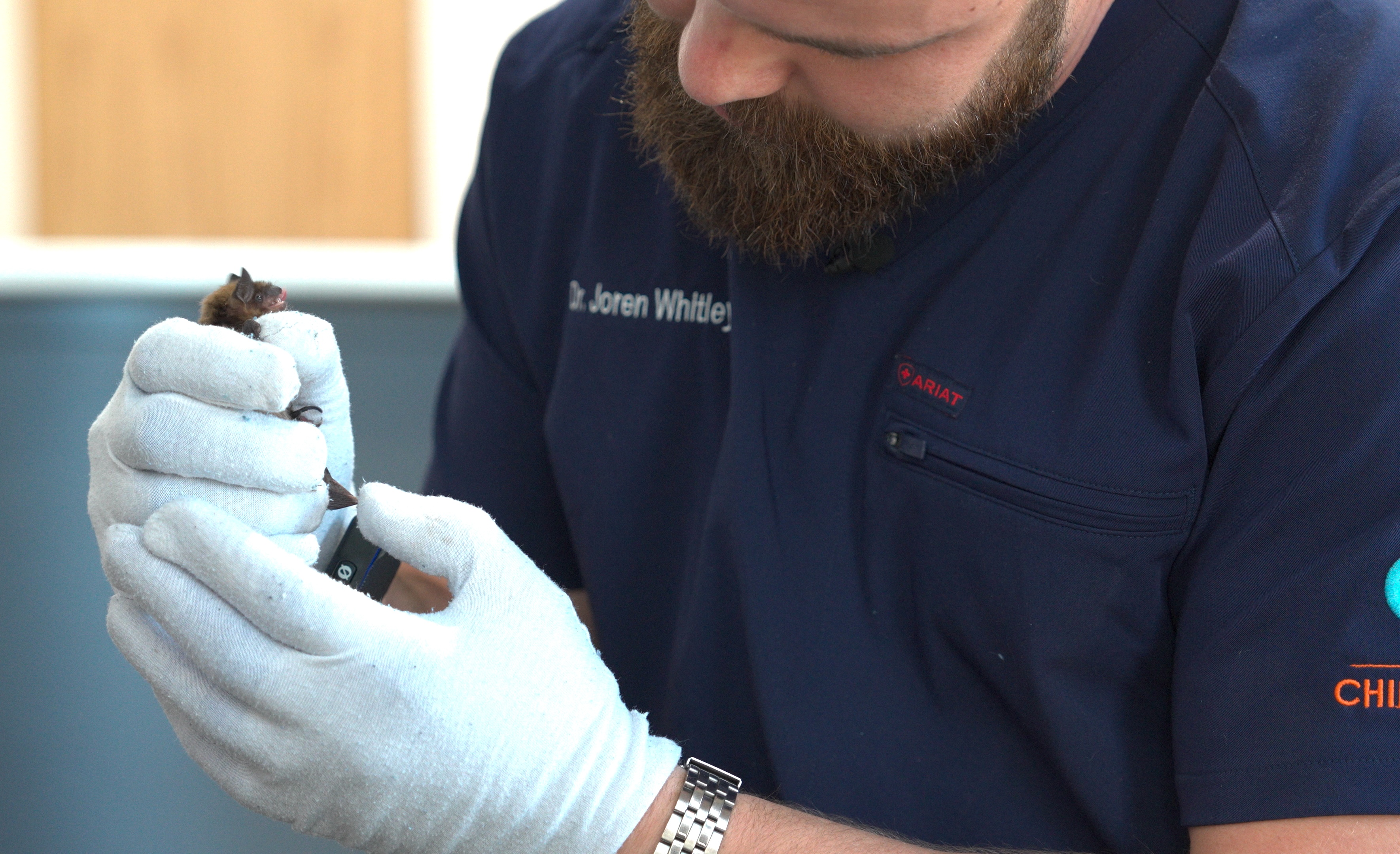 Animal Chiropractor Joren Whitley Educates With Viral Videos