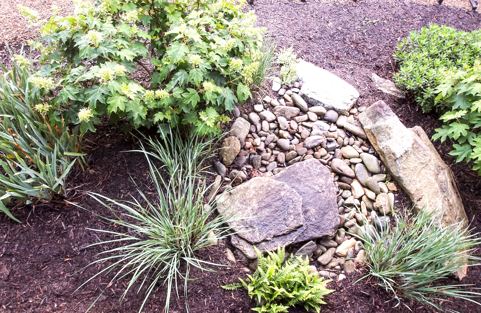 Tips for Creating a DIY Rain Garden