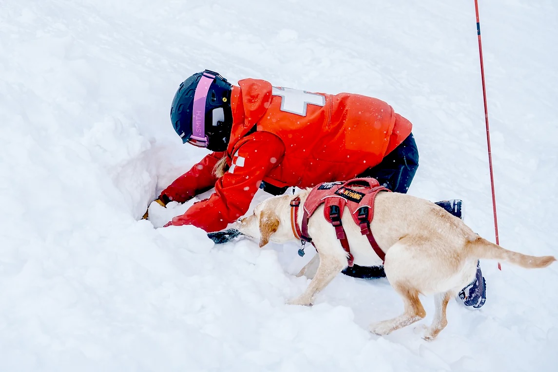These Avalanche Dogs Save Skiers: Watch Them at Work