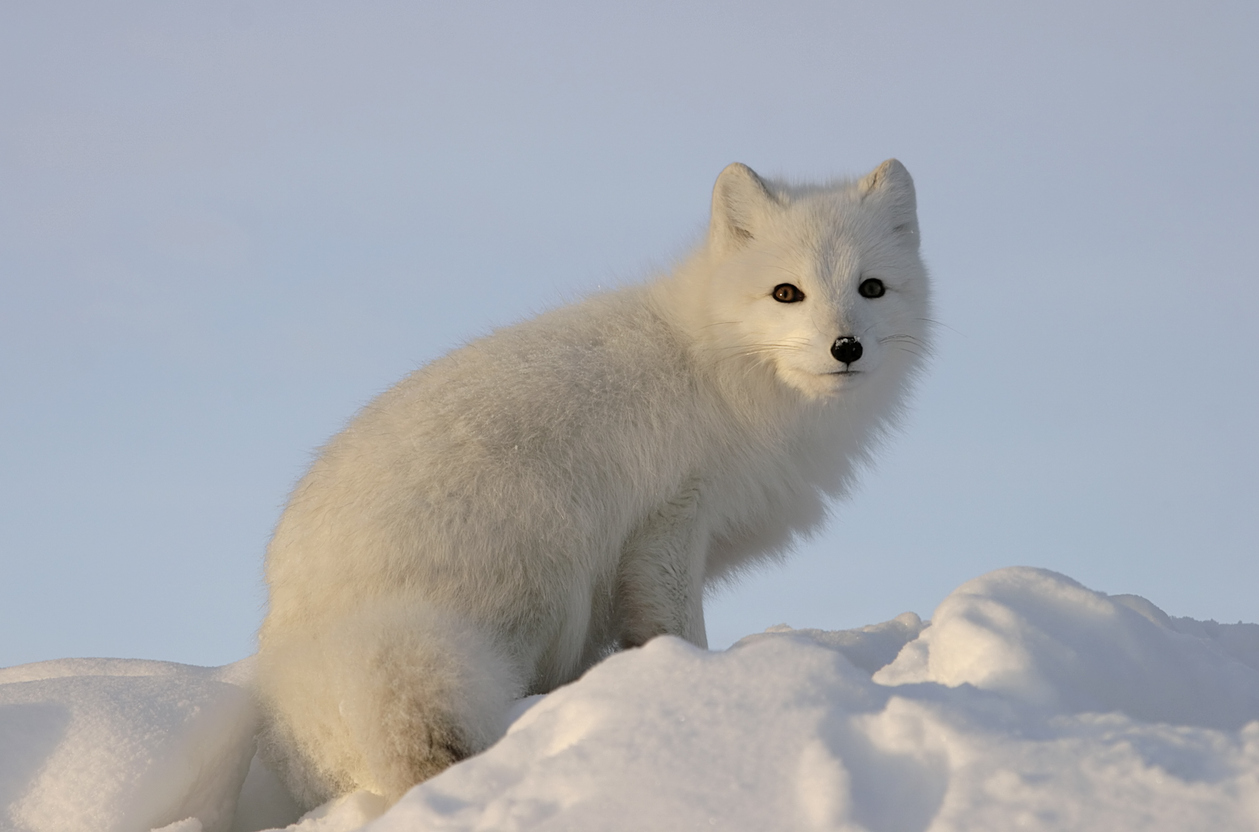These 7 Winter Animals Live Their Best Lives in the Snow