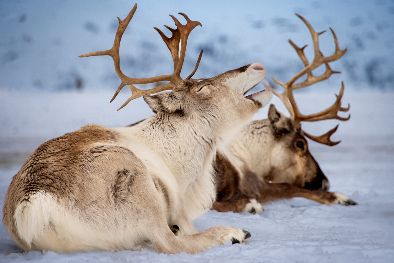 These 7 Winter Animals Live Their Best Lives in the Snow
