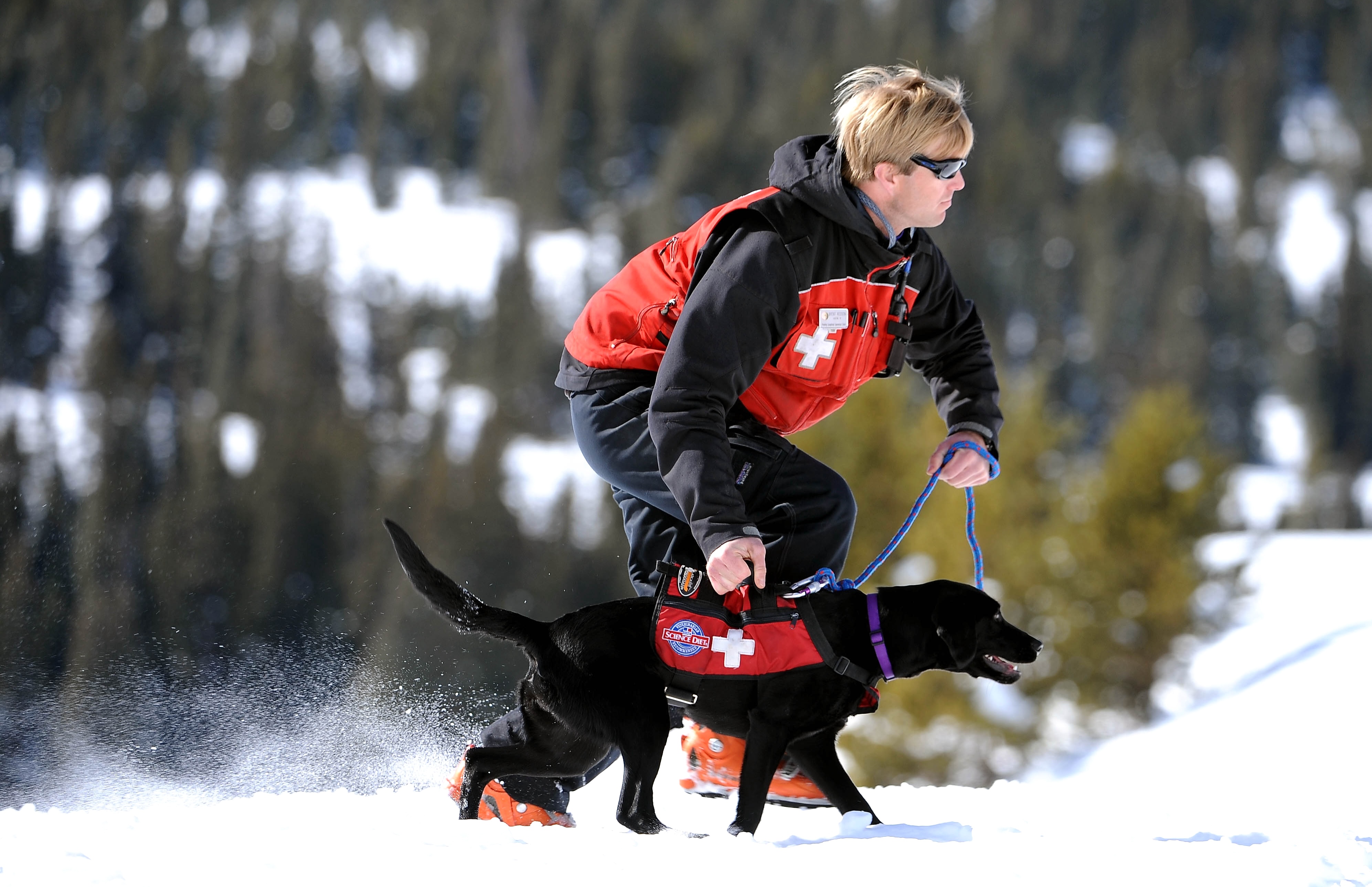 These Avalanche Dogs Save Skiers: Watch Them at Work
