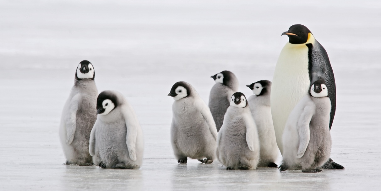 These 7 Winter Animals Live Their Best Lives in the Snow