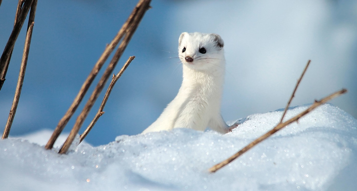 These 7 Winter Animals Live Their Best Lives in the Snow