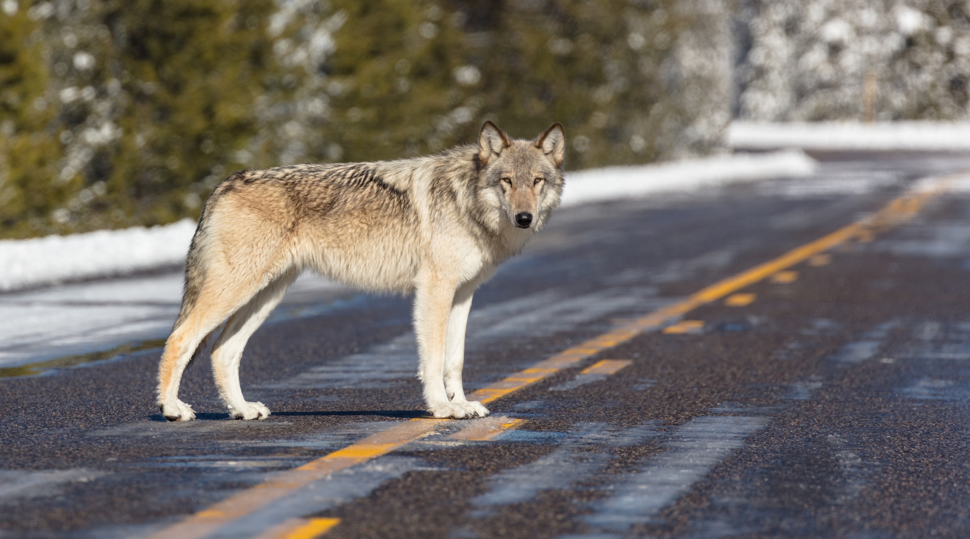 How Wolves Helped Restore the Ecosystem in Yellowstone
