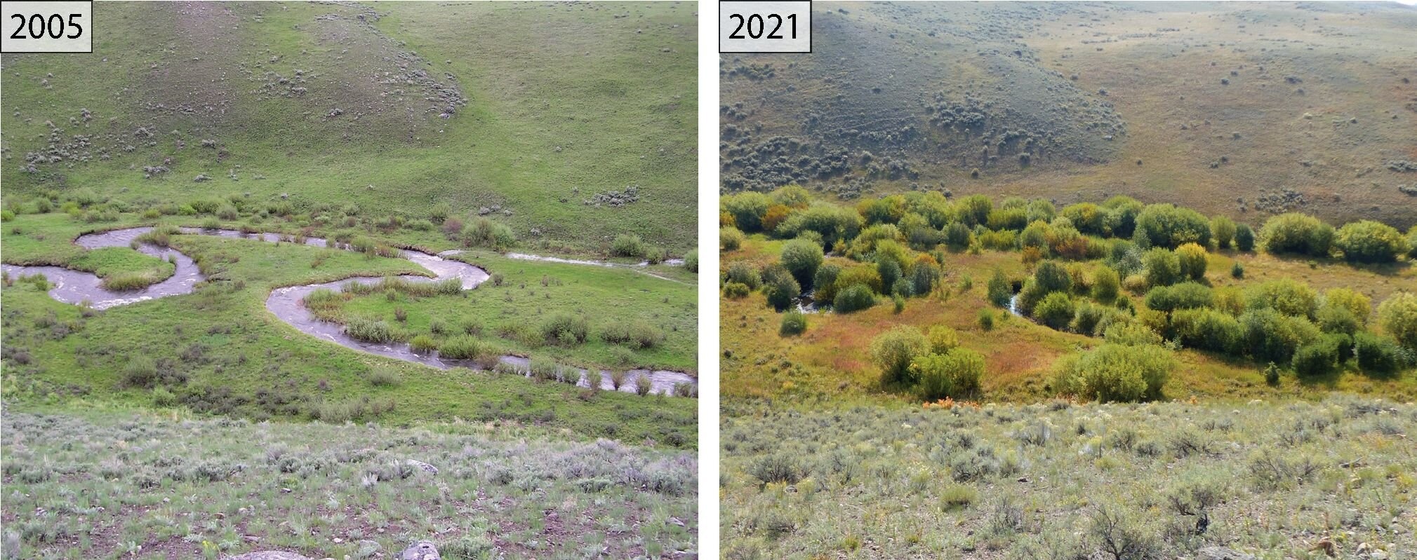 How Wolves Helped Restore the Ecosystem in Yellowstone