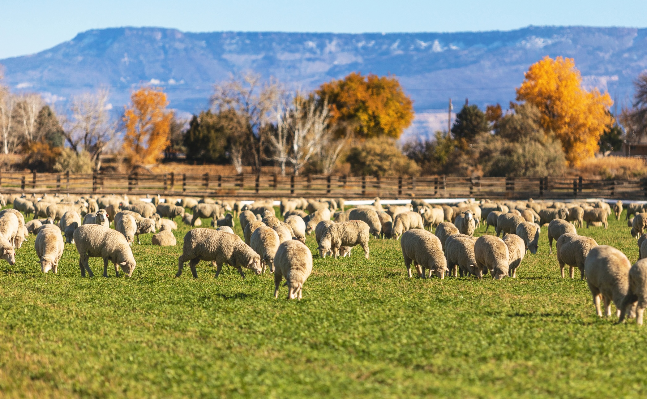 Sheep Ranchers Turn “Waste Wool” Into Sustainable Fertilizer