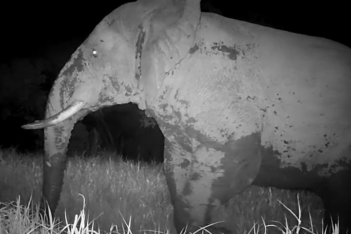 Rare “Ghost Elephant” Spotted on Camera