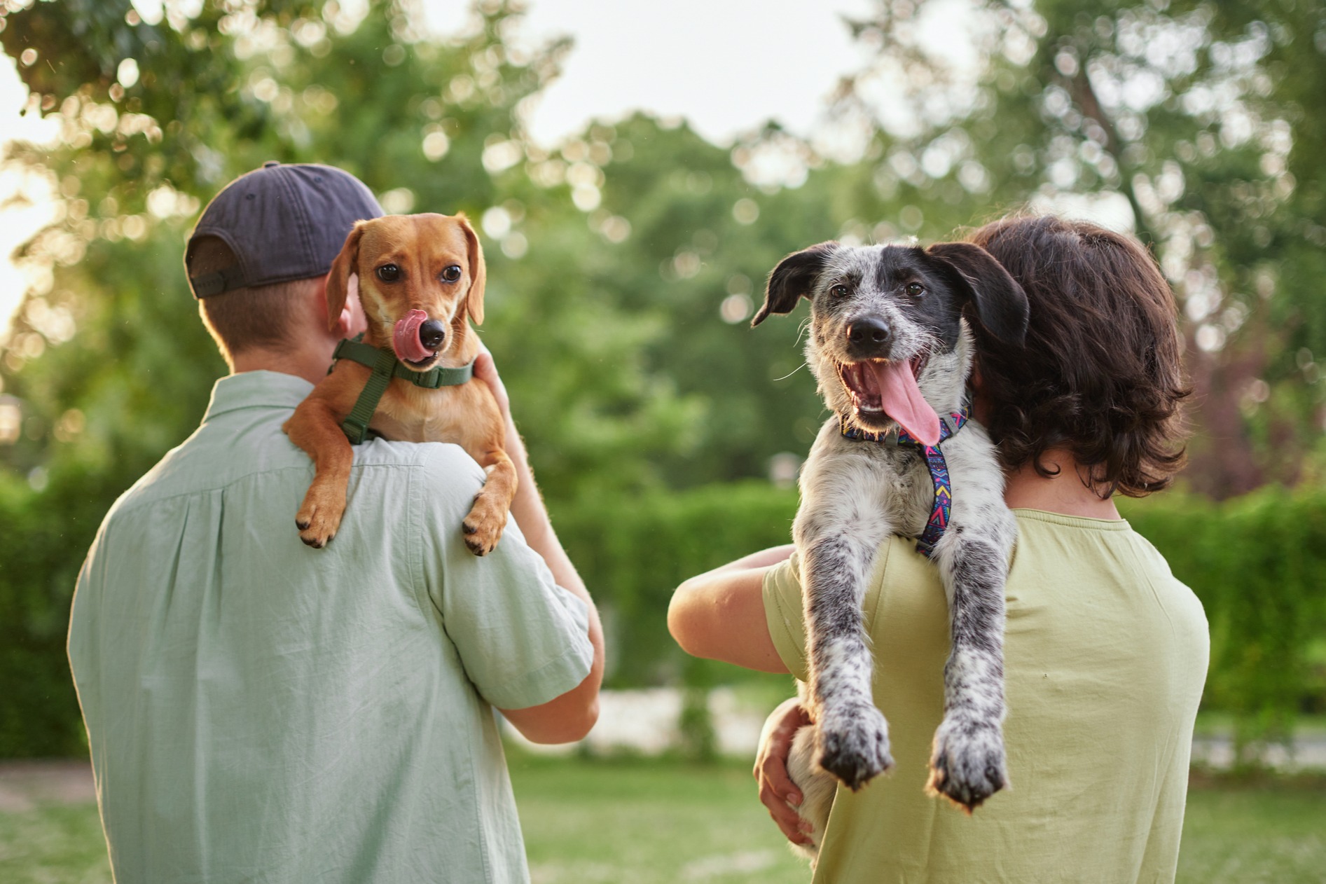 Dog Day Out Programs Benefit Shelter Pets and Volunteers